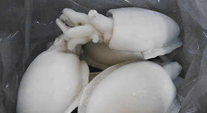 Seiche entiére congelée en Bloc - SOCOPO